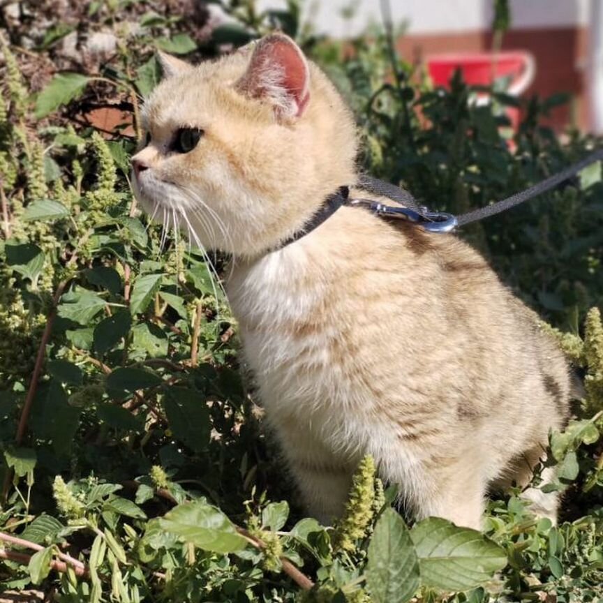 Британская кошка