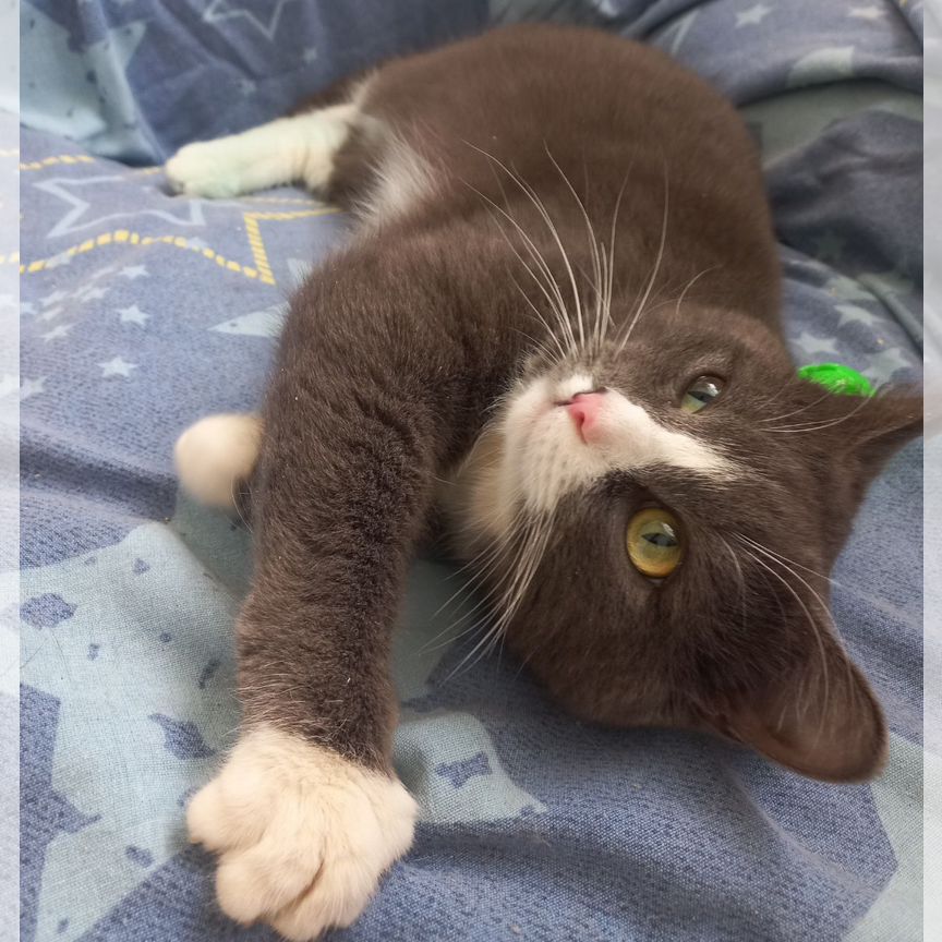 Взрослый кот в добрые руки