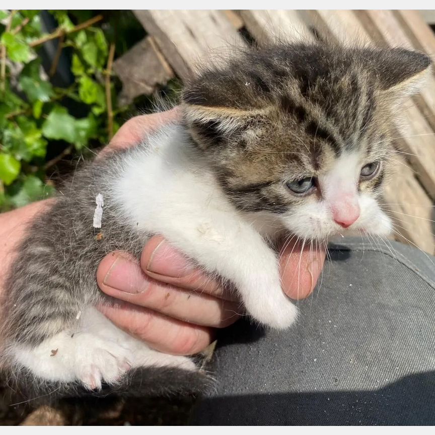 Котенок в добрые руки