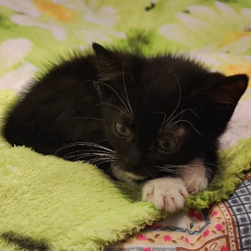 Котёнок в добрые руки