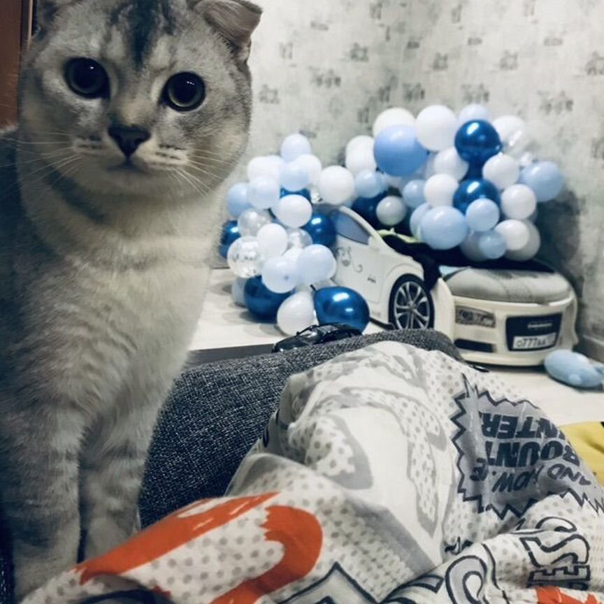 Кот в добрые руки