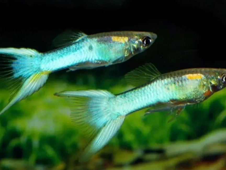 Аквариумные рыбки