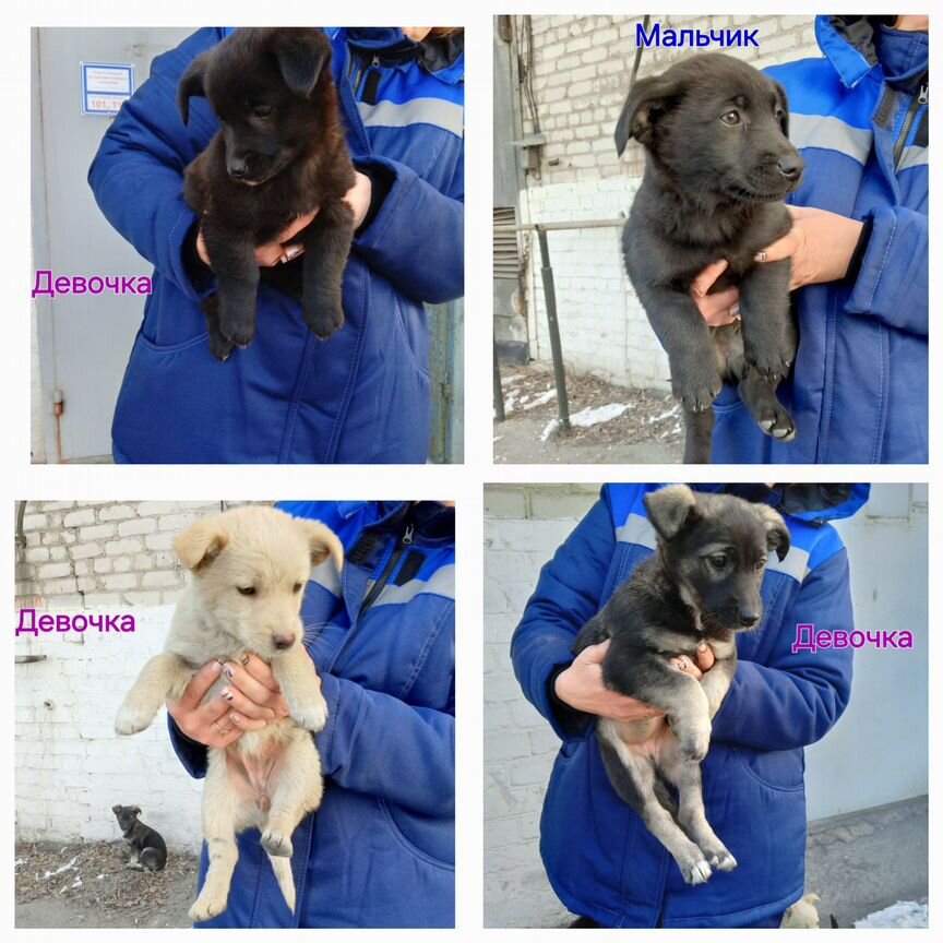 Щеночки в добрые руки