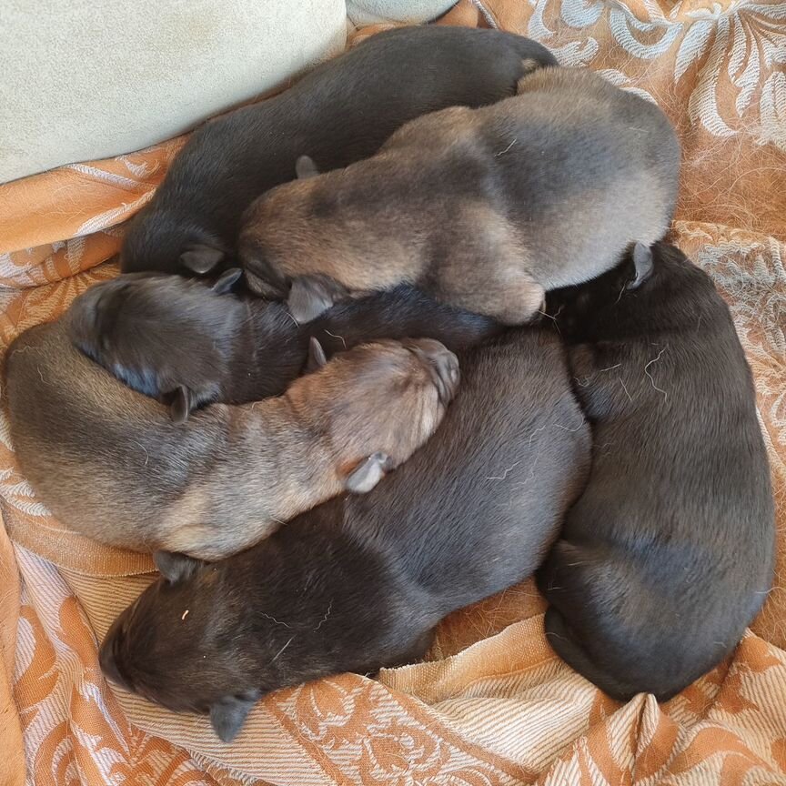 Немецкая овчарка, щенок