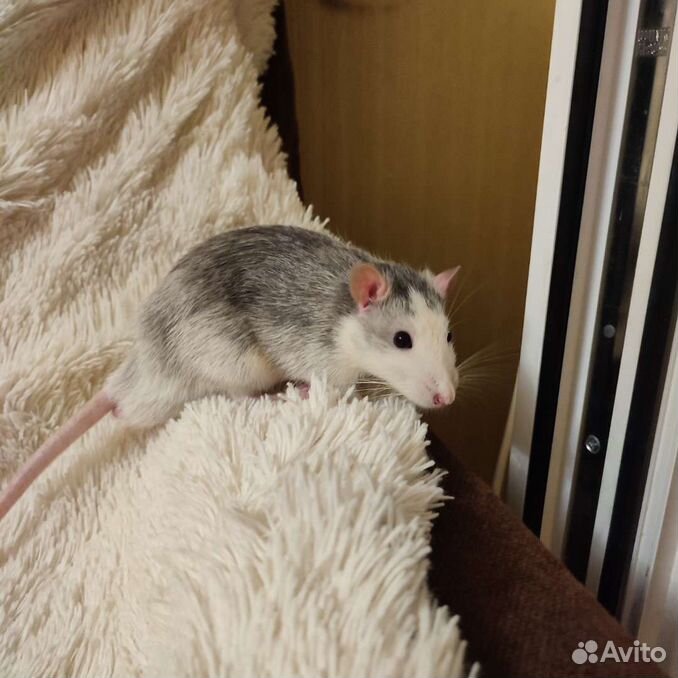 Крыса дамбо с клеткой