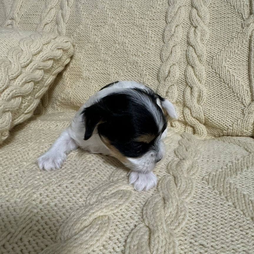 Щенки бивер