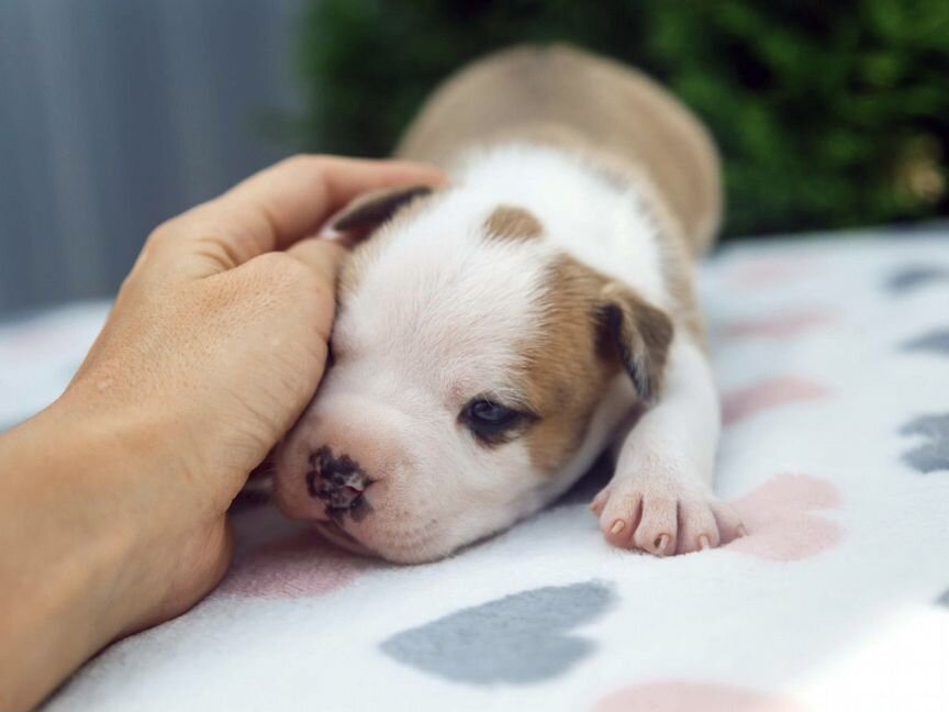 Щенки американского стаффордширского терьера