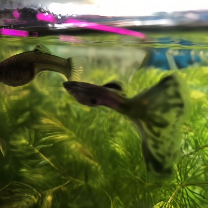 Мальки гуппи