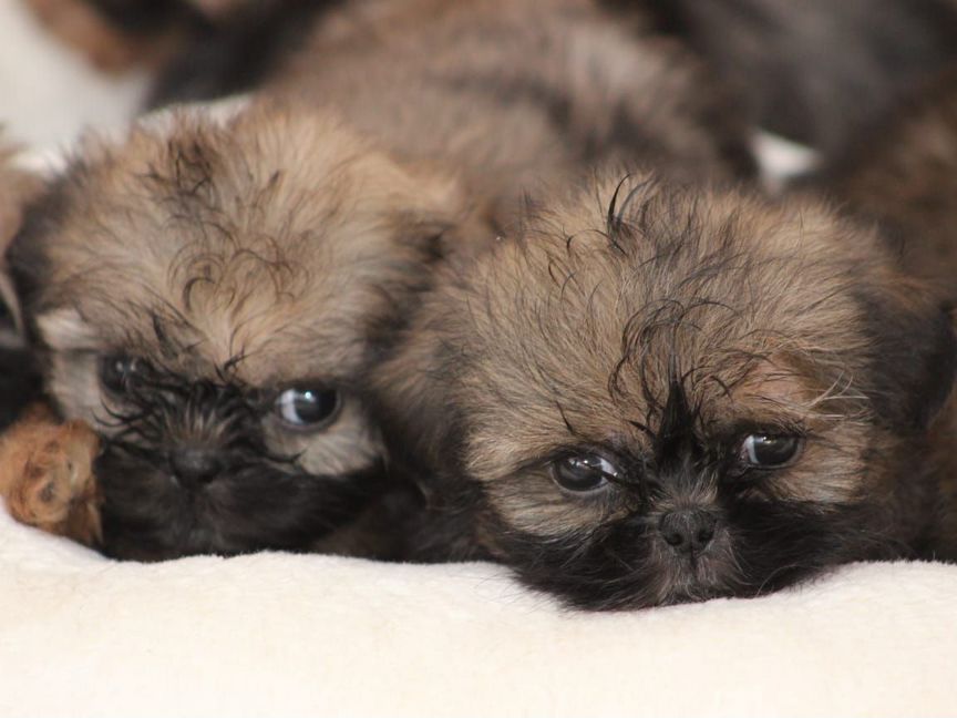 Малыши ши-тцу золотого окраса