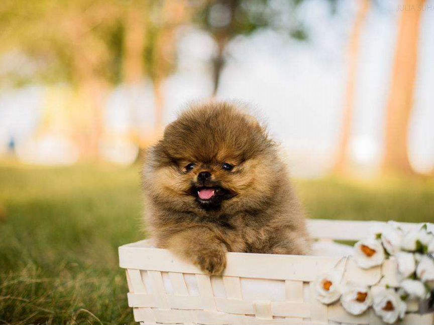 Щенки померанского шпица