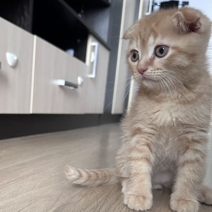 Шотландский вислоухий котенок) все вместе продаю