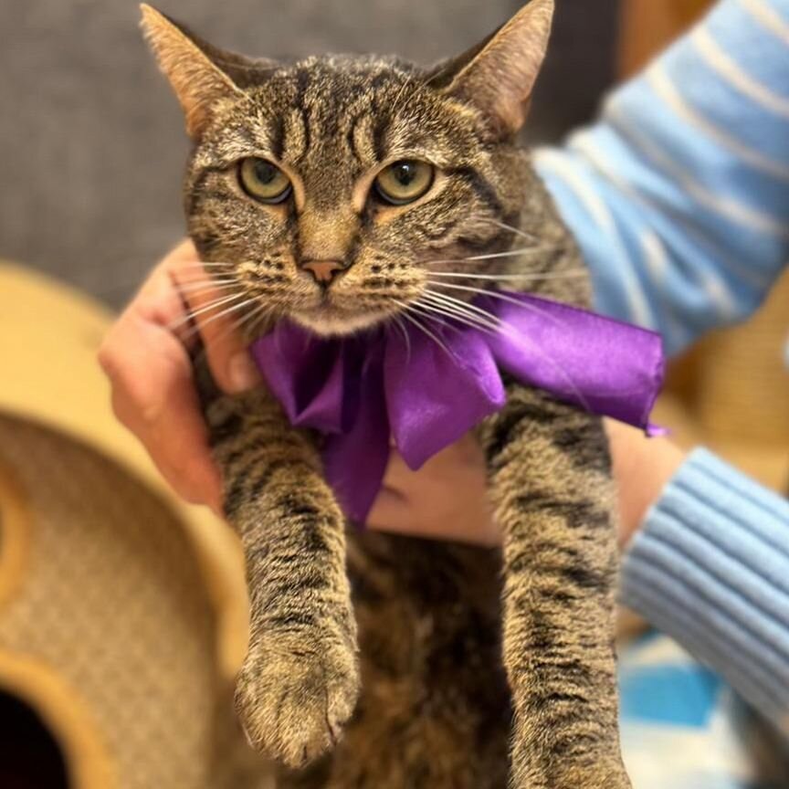 Кошка, которая устала от приюта