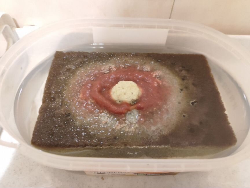 Аулофорус