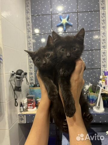 Отдам котят в добрые руки
