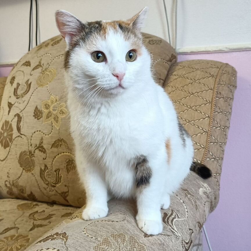 Трёхцветная кошечка