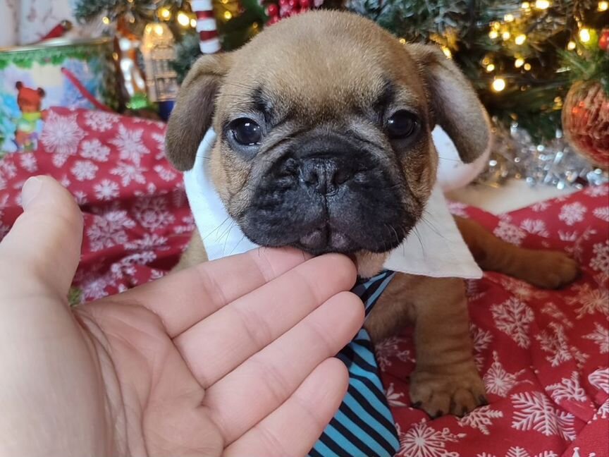 Французский бульдог красные парни