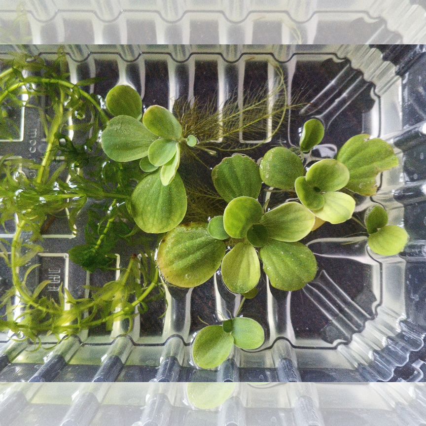 Аквариумное растение