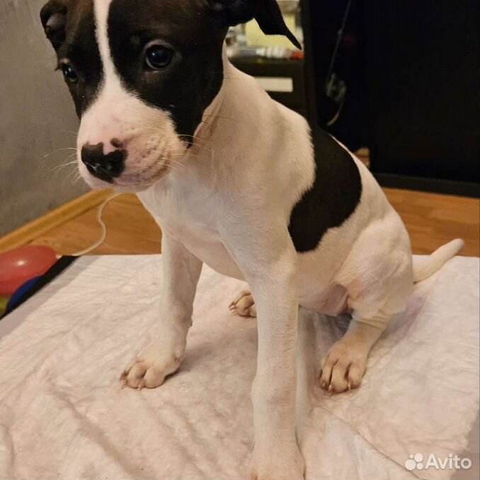 Американский питбультерьер, девочка