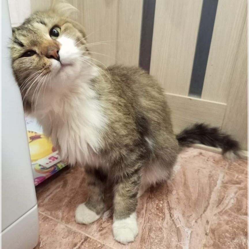 Кот Барон