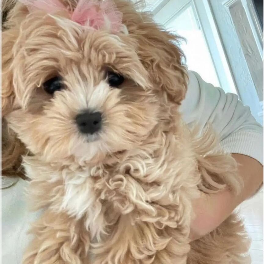 Мальтипу, щенок