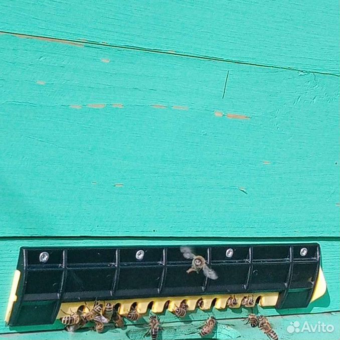 Пчеловодство