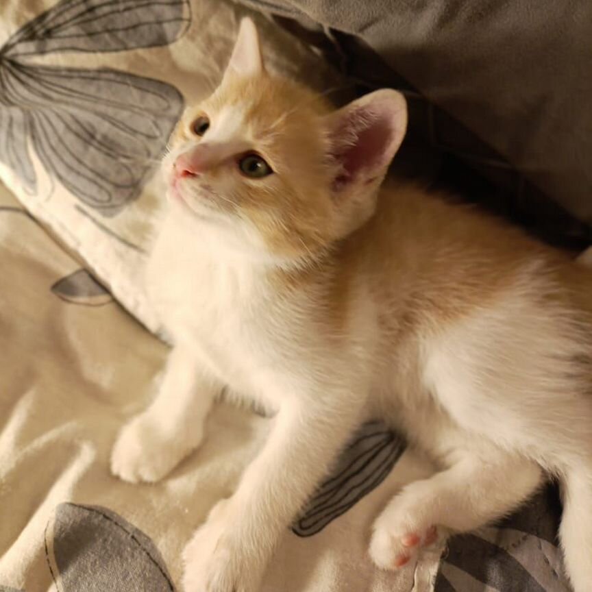 Котёнок в добрые руки