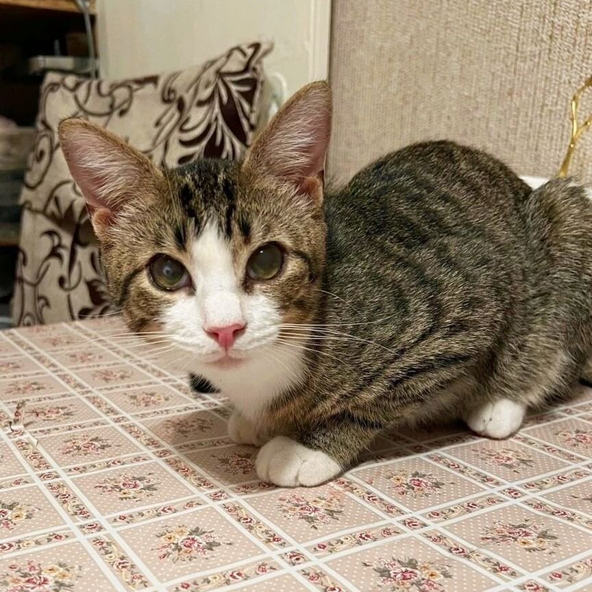 Котик ищет дом