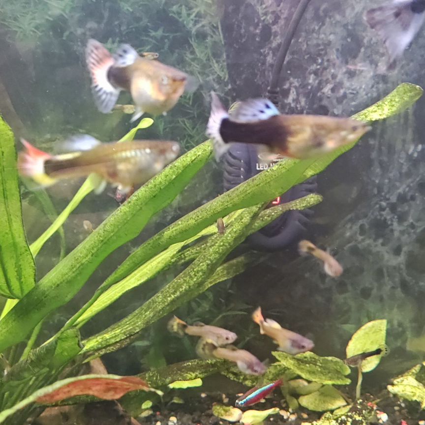 Аквариумные рыбки гуппи