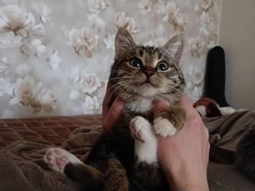 Котенок
