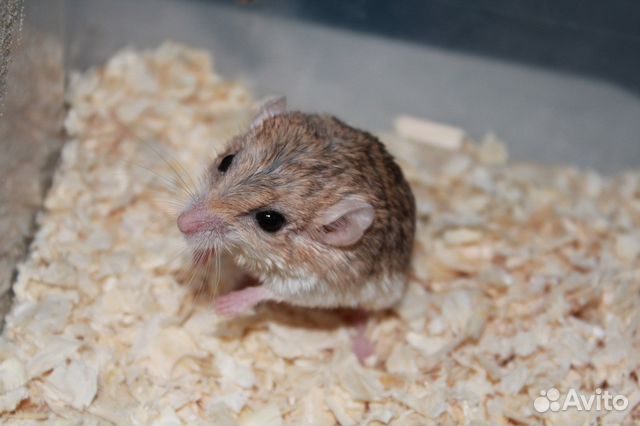 Жирнохвостая песчанка