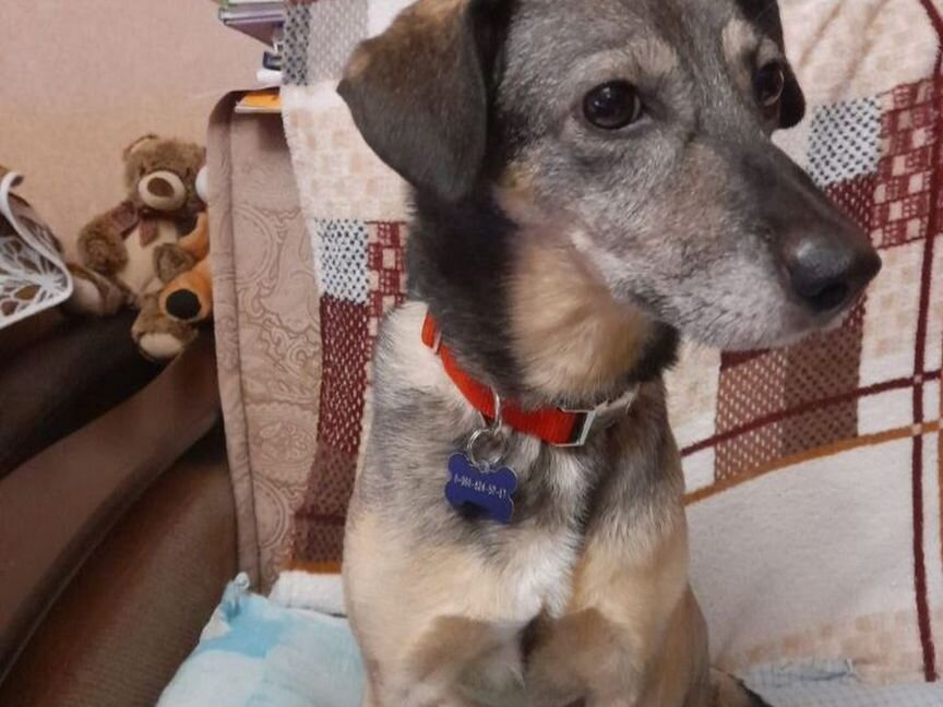 Собачка в добрые руки