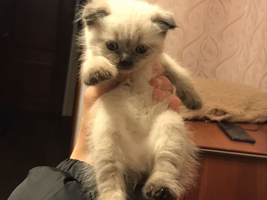 Котёнок в добрые руки