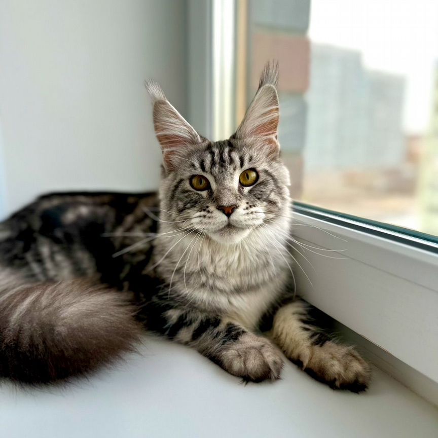 Кошка мейкун девочка