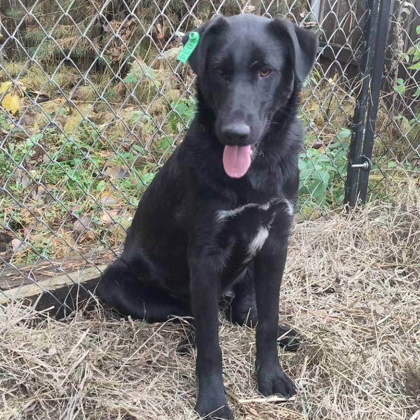 Взрослый пёс в добрые руки