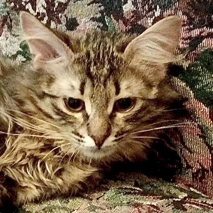 Котенок бесплатно в хорошие руки
