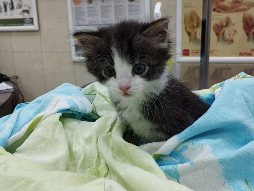 Котёнок