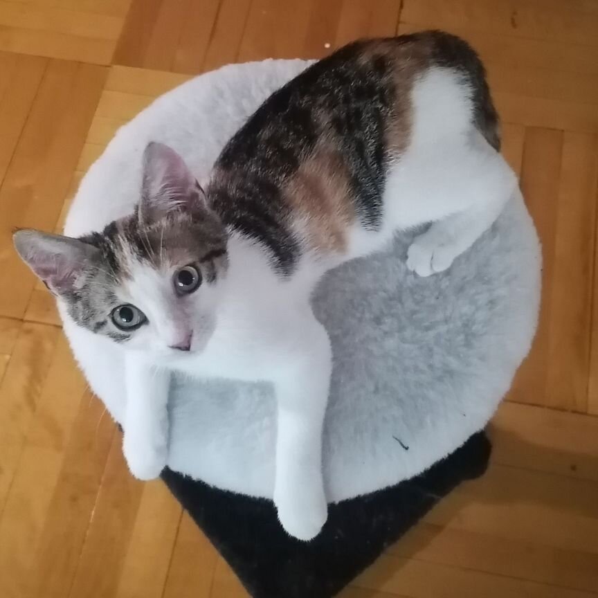 Котята в добрые руки бесплатно