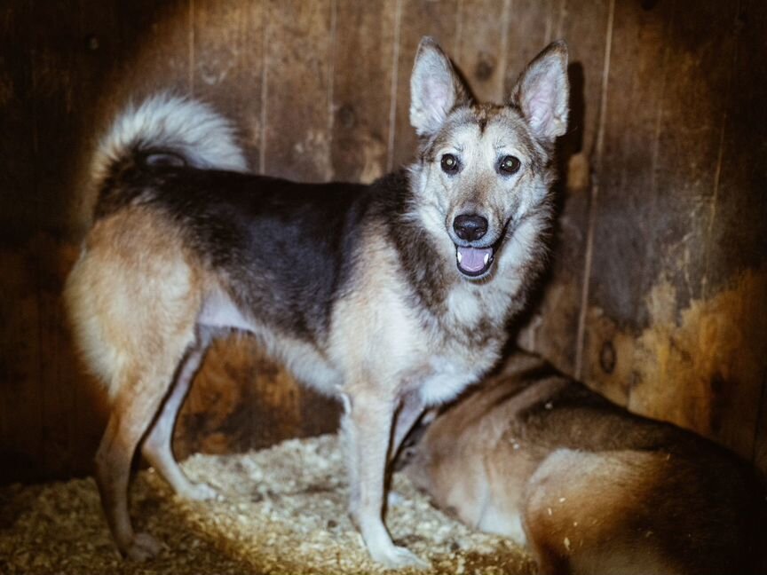 Собака в добрые руки