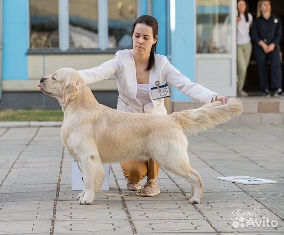Голден Ретривер Вязка