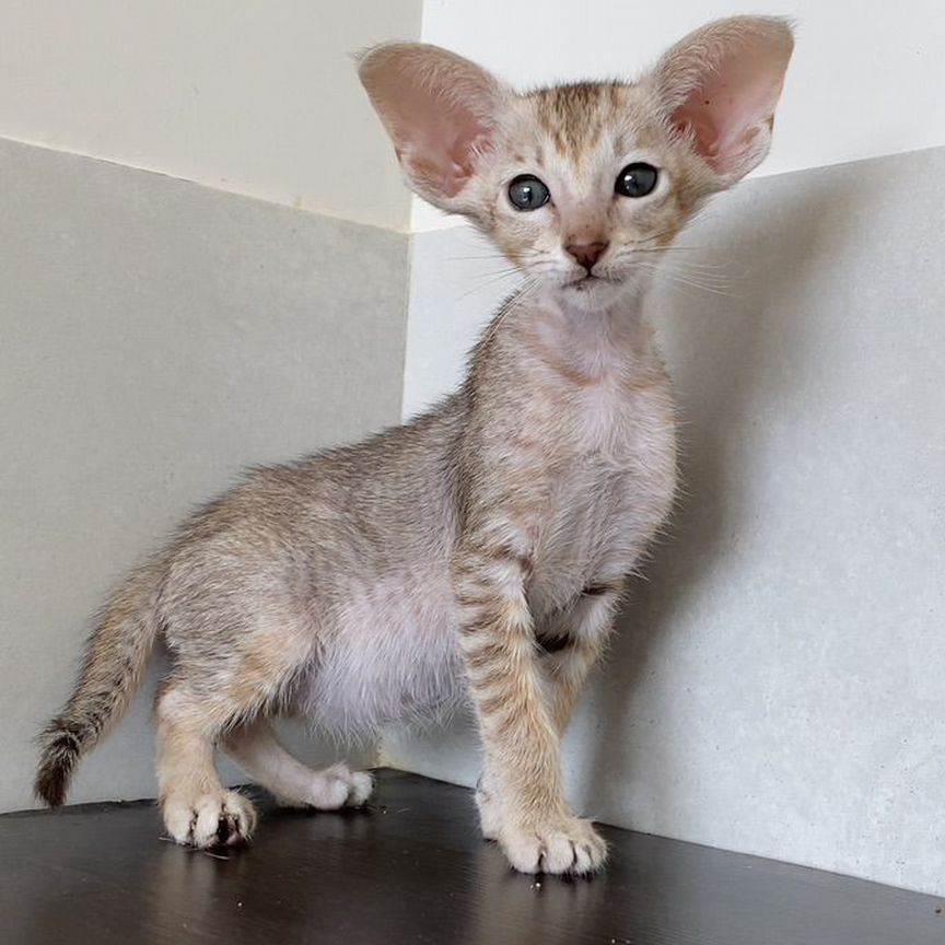 Ориентальный котёнок