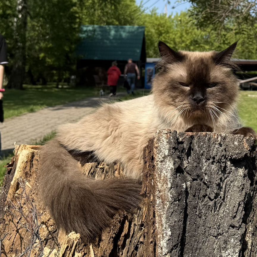 Невский маскарадный, взрослый кот