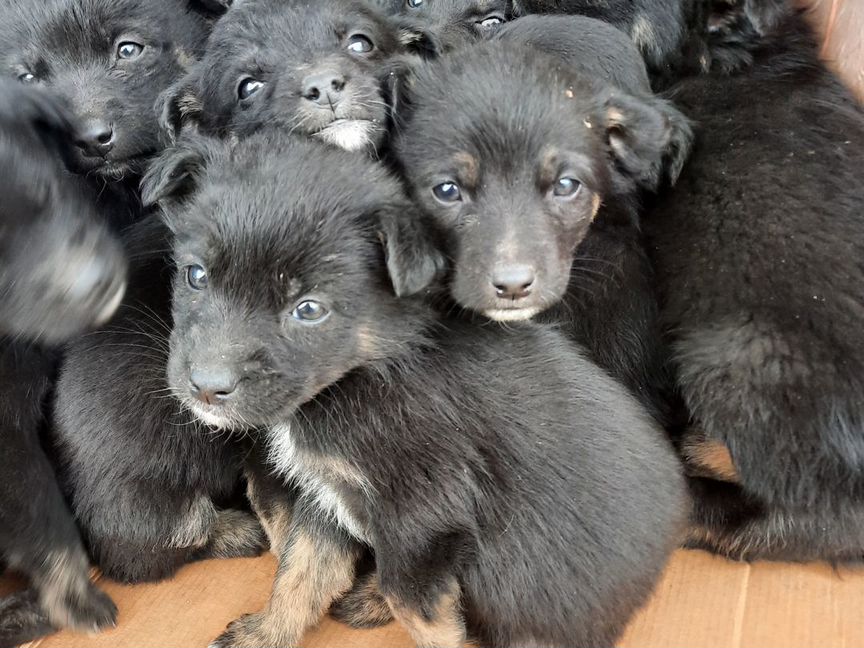 Щенки в хорошие руки