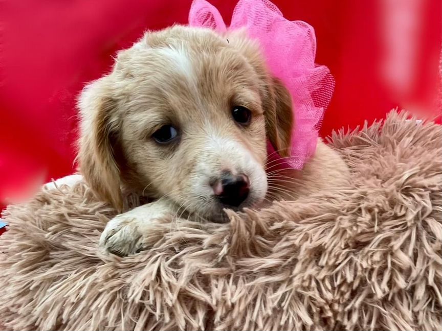 Кудряшка Сью в дар