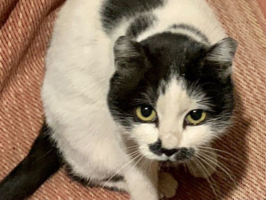 Приютите сироту