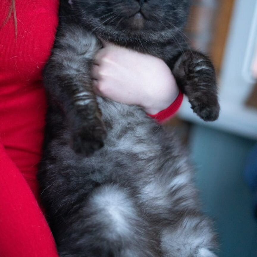 Котенок британец