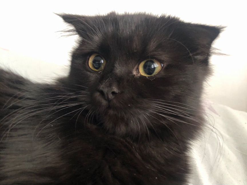 Отдам бесплатно