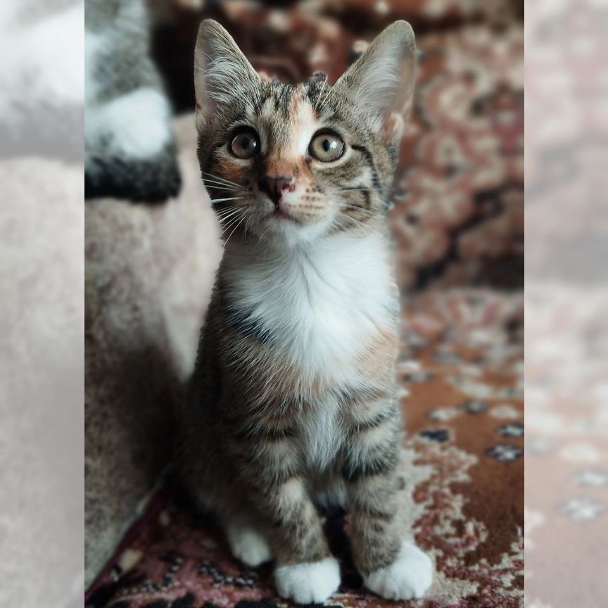 Котенок Алёна