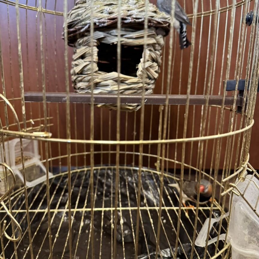 Амадин с клеткой