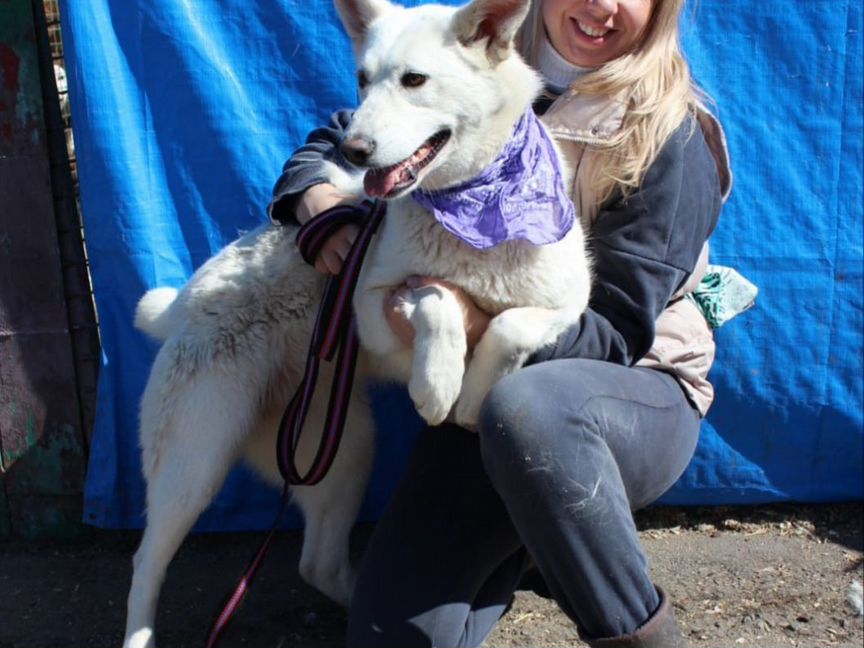 Белоснежная статная красавица Супра