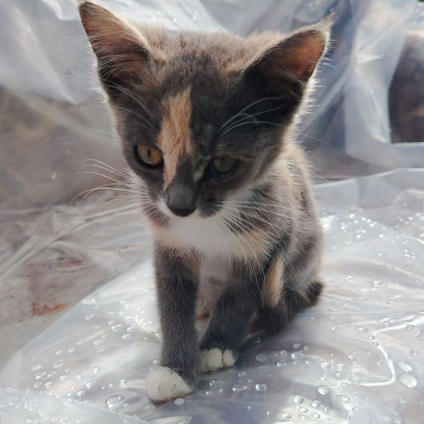 Отдам в добрые руки котят